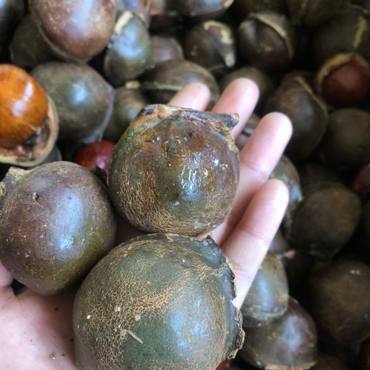 1 KILO JENGKOL / JERING TUA / JERING MATA KERBAU / JERING PADI | Shopee ...