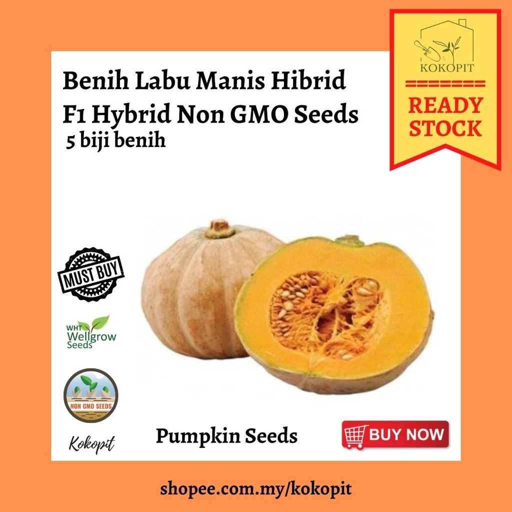 💥READY STOCK💥Benih Labu Emas Manis | Pumpkin Non GMO F1 Hybrid Seeds ...