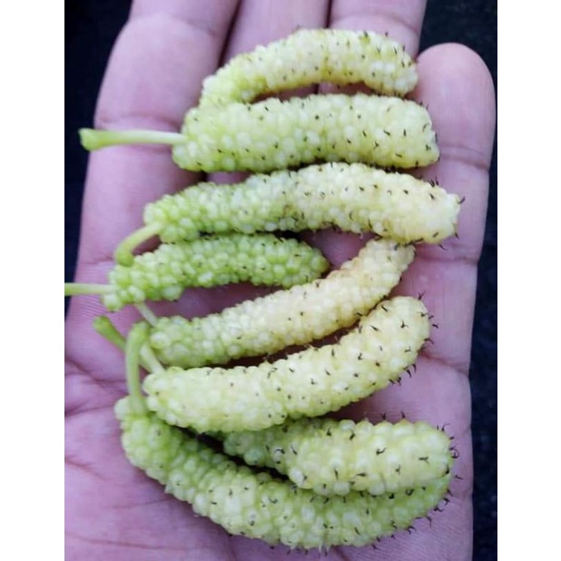 Pakistan White Shatoot Mulberry / Mulberry / Long White mulberry ...