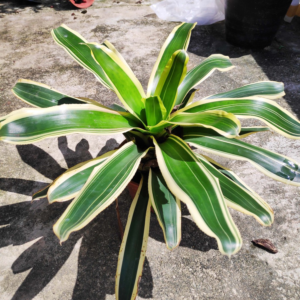 [Bromeliad] Bromeliad collection series Fire ball Voodoo doll ...