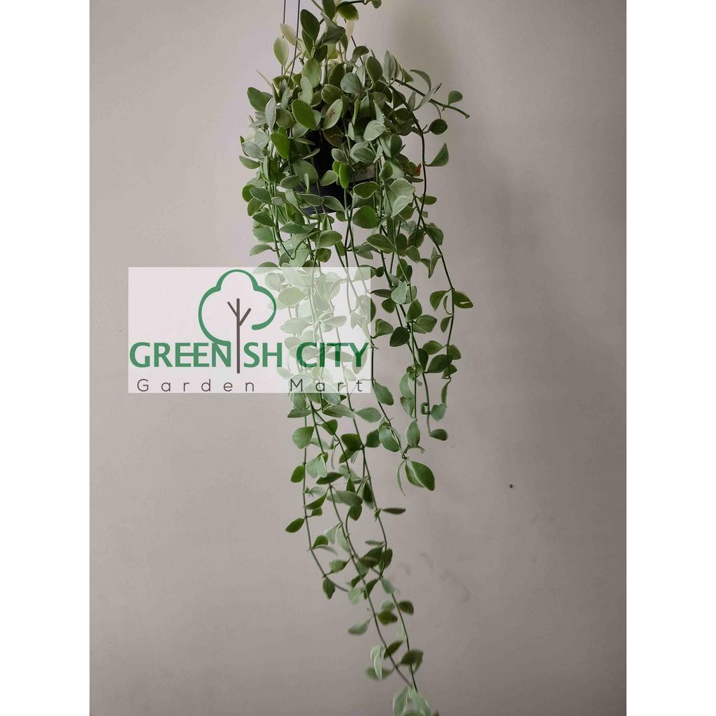 GNC- Variegated Dischidia Oiantha Live Tropical Ant Plant Pokok ...