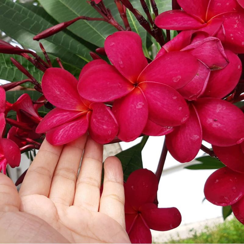Frangipani (red color) cutting without root / keratan Pokok Kemboja ...