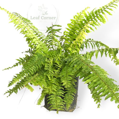 Tiger Fern Nephrolepis Boston Fern 'Tiger' Nephrolepis Exaltata ...