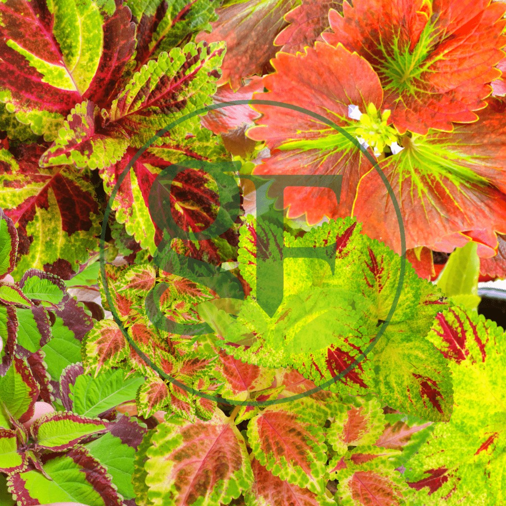 Keratan Pokok Ati-ati / Coleus / Ati2 / Bunga Ati Ati / Miana / Mayana ...