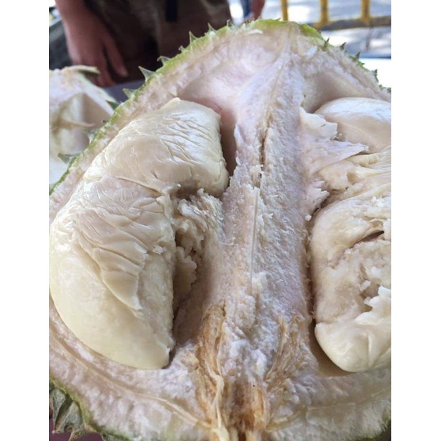 ANAK POKOK DURIAN CAPRI / KAPRI PENANG | Shopee Malaysia