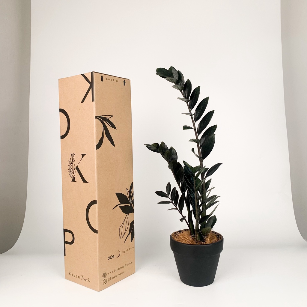 Kayan Tropika Raven Zanzibar Gem Black Zz plant Black Zamioculcas ...