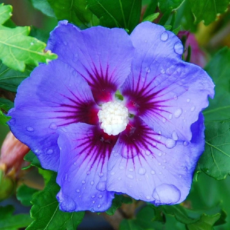 BIJI BENIH BUNGA RAYA BLUE BIRD/HIBISCUS BLUE BIRD-6 SEEDS | Shopee ...