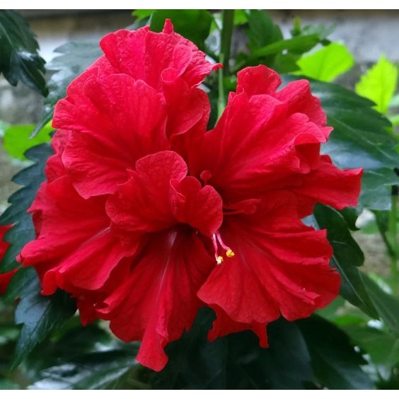 MKT - Anak Pokok Bunga Raya Ros Merah / Bunga raya merah / bunga warna ...