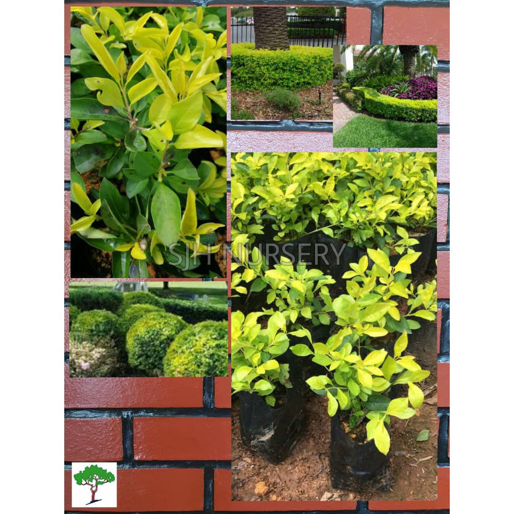SJH - Duranta gold / Duranta 'dwarf yellow' / Pokok Duranta Kuning ...