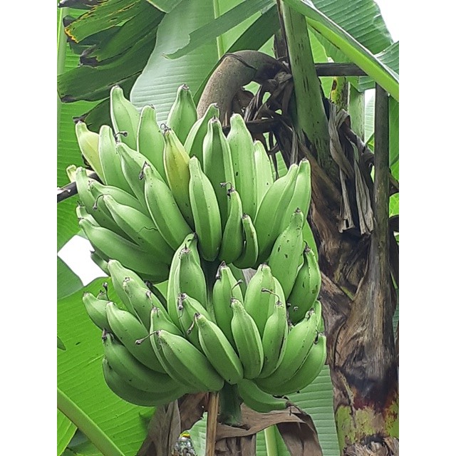 Sulur benih pisang nangka | Shopee Malaysia