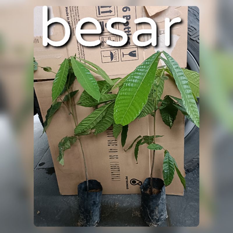 Anak Pokok Matoa .... | Shopee Malaysia