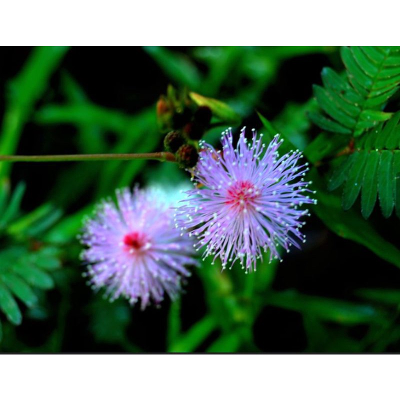 Pokok Semalu | Pokok Kemam Malu | Mimosa Pudica | Shopee Malaysia