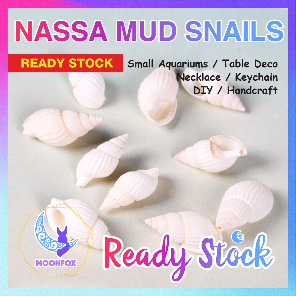 20pcs 1-2cm Natural White Nassarius Nassa Mud Shell Aquarium Seashell ...