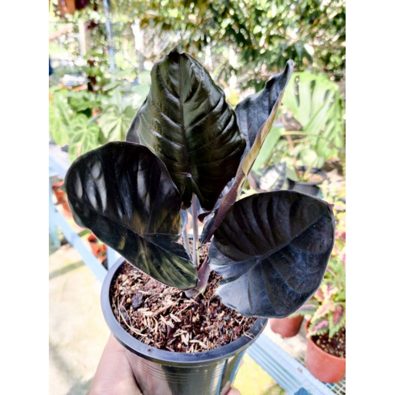 Alocasia Infernalis Black Magic (Real Live Plants) | Shopee Malaysia