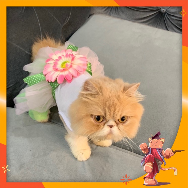 Malaysia Ready Stock 2022 Baju Raya Kucing Murah Promosi Pakaian Haiwan ...