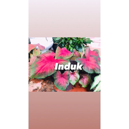 KELADI MERAH/RED CALADIUM/KELADI HIASAN(real live plant) | Shopee Malaysia