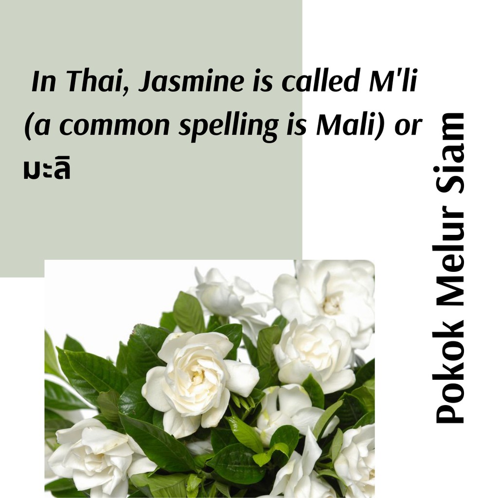 (Real Plant) Melur Siam Thai jasmine wangi pokok hidup live outdoor ...