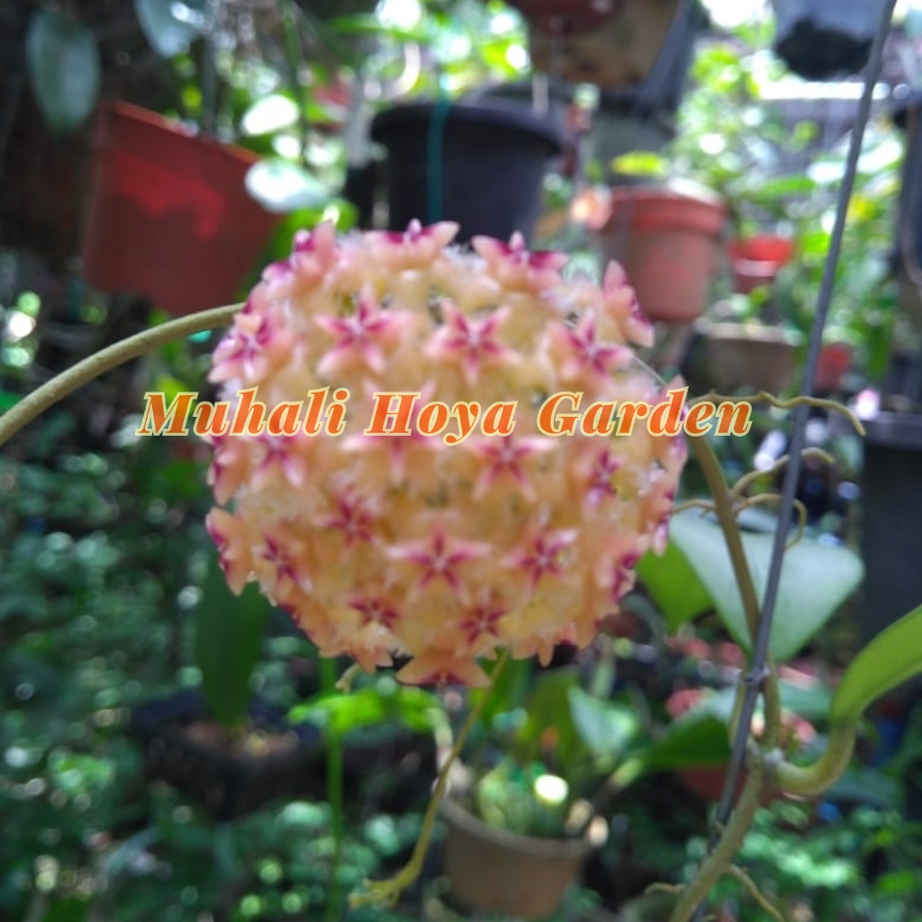 Hoya Mindorensis red star (real plant) | Shopee Malaysia