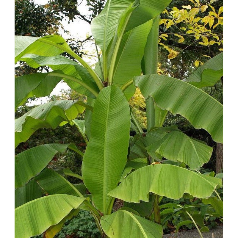 ‼️[+FREE🎁] 1 KG Daun Pisang / Banana leaf/ 香蕉叶 🌱 | Shopee Malaysia