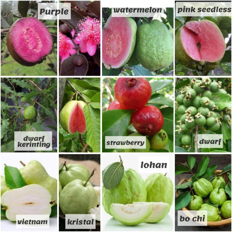 Pokok Buah Jambu Batu Guava katik dwarf lohan bo chi kristal ungu ...