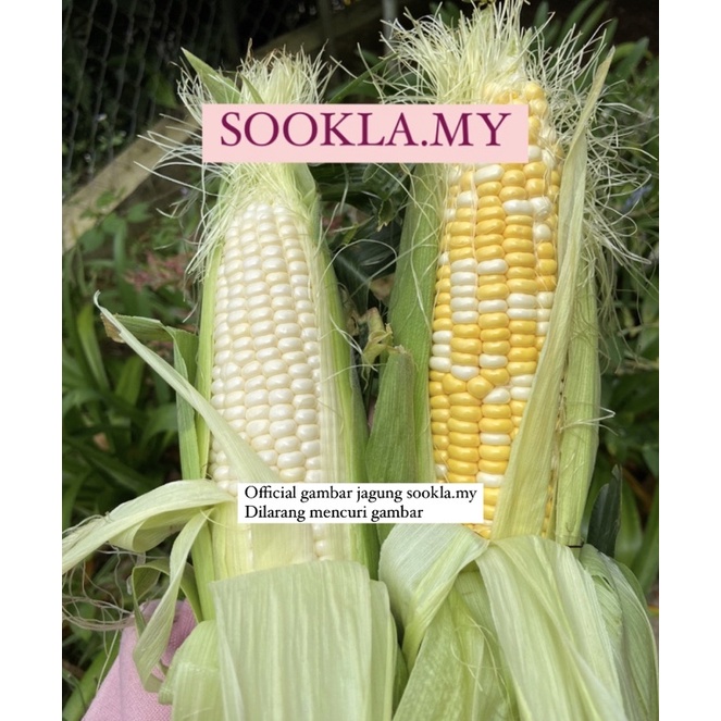 Jagung Susu dan Mutiara Fresh Cameron Highlands | Shopee Malaysia