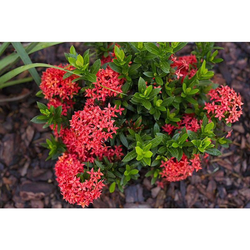READYSTOCK DWARF IXORA(POKOK BUNGA JENJARUM RENEK) | Shopee Malaysia