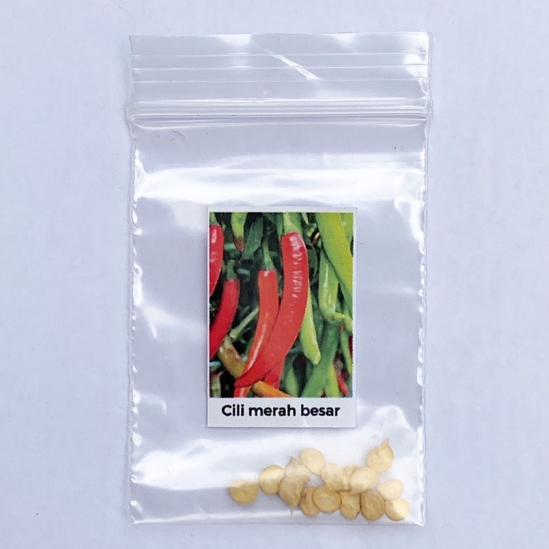 Biji benih cili besar (kulai 151) | Shopee Malaysia
