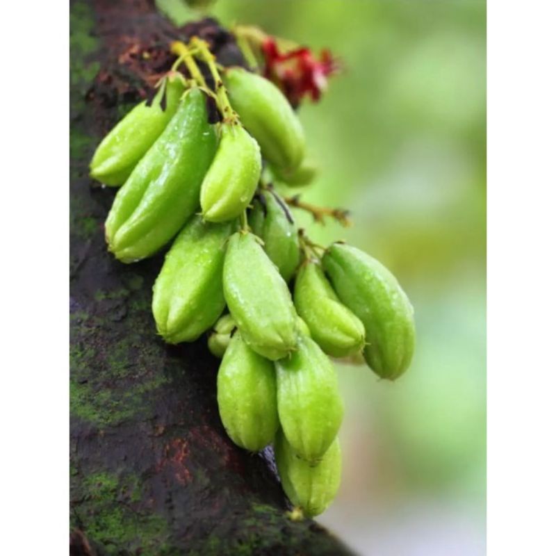 Buah belimbing buluh muda segar 100 gram | Shopee Malaysia
