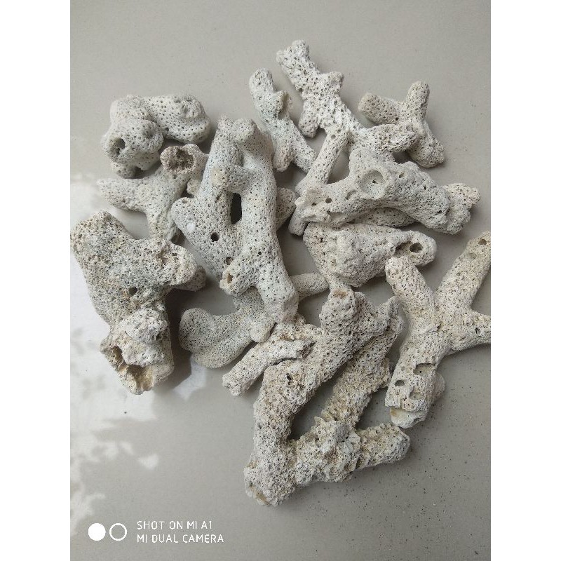 Ginger Coral - Pond And aquarium filter media 1kg | Shopee Malaysia
