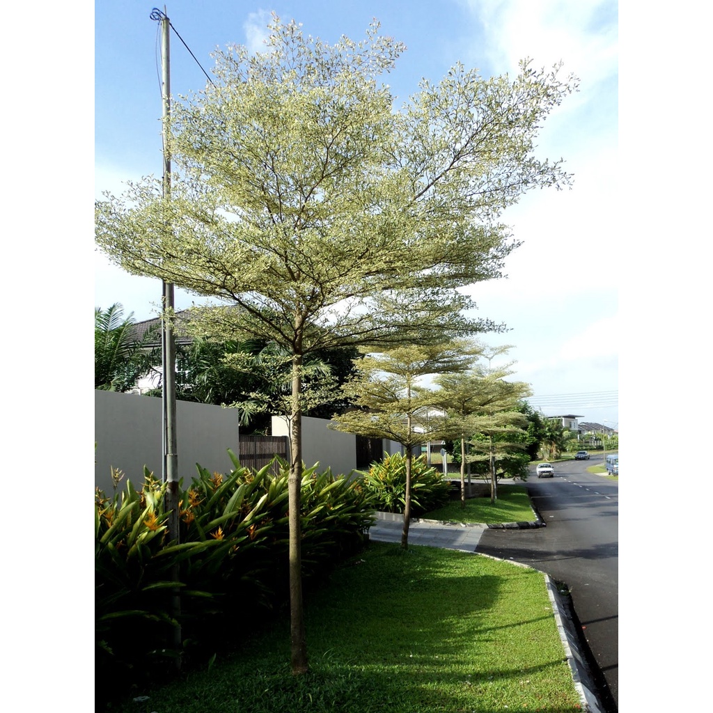 Anak Pokok Hiasan Bucida Molineti Hijau dan Putih Berbatik/Variegated ...