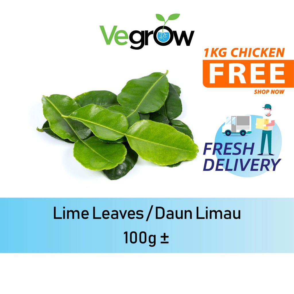 🔥FRESH 🔥Lime Leaves / Daun Limau 100g +- | Shopee Malaysia