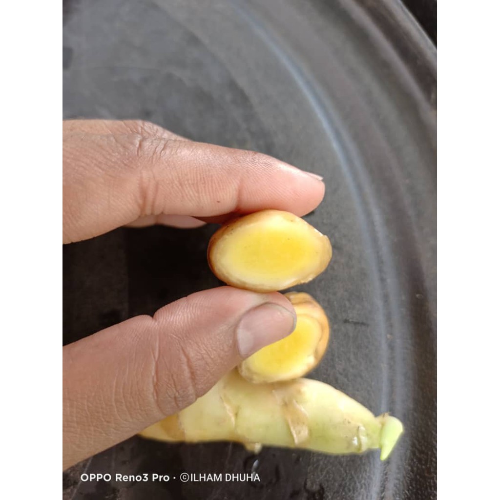 BENIH TEMU MANGGA / TEMU / BENIH POKOK / TEMU MANGGA / UBI TEMU MANGGA ...