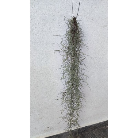 pokok janggut adam spanis moss air plant | Shopee Malaysia