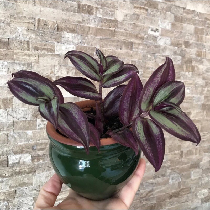 POKOK Telinga Kera /Tradescantia albiflora [Cantik dan Mengubati ...