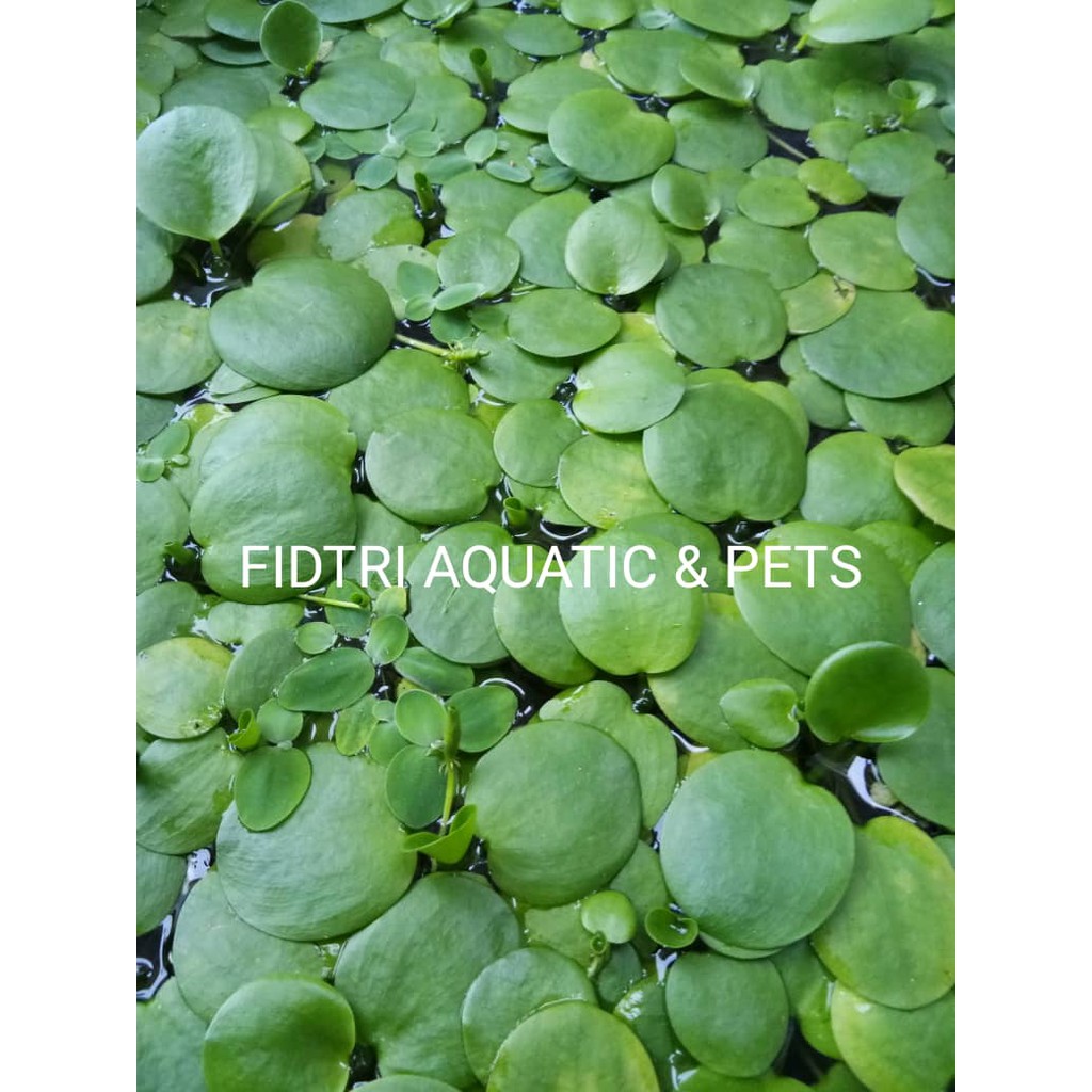 AMAZON FROGBIT FLOATING PLANT | Shopee Malaysia