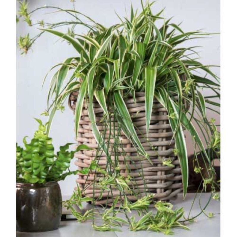 Chlorophytum Comosum / Spider Plant / Spider Ivy / Ribbon Plant (Green ...