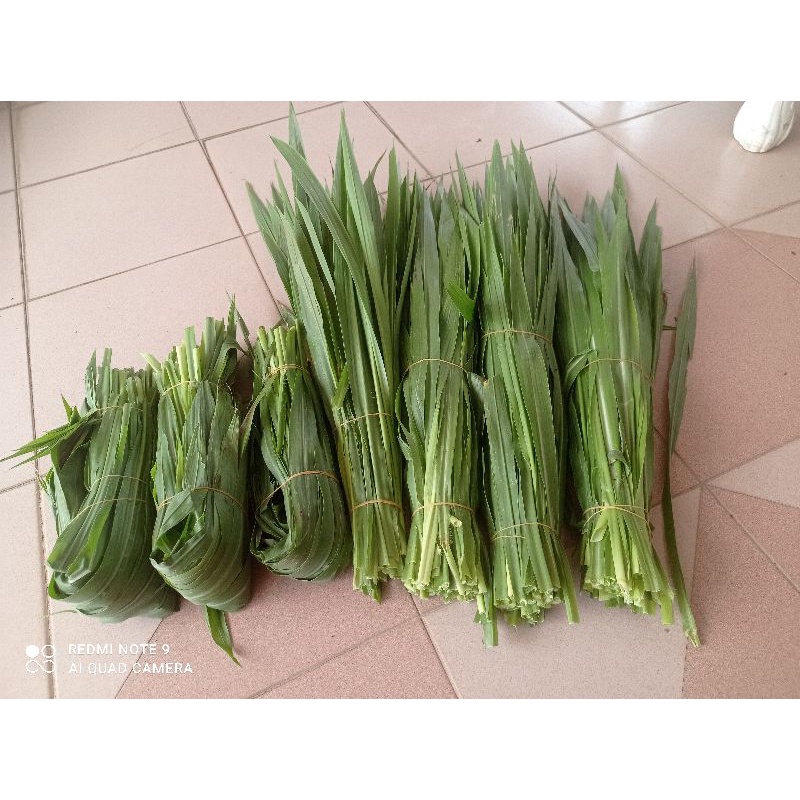 1 kg daun Rumput Napier pandan,India ,n.guatemala Dan n.merah untuk ...