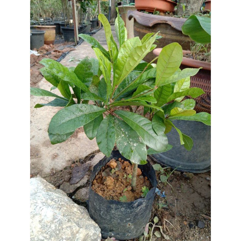 POKOK AJAIB REAL LIVE PLANT | Shopee Malaysia