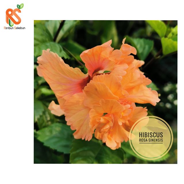 Tropical Hibiscus Double Peach, Bunga Raya jenis double warna peach ...