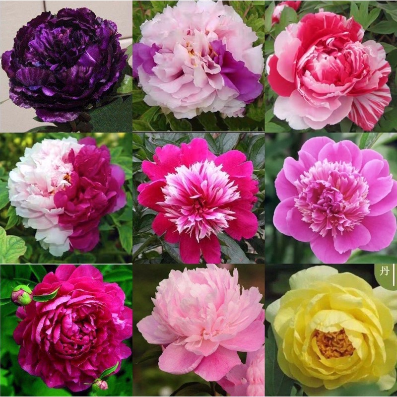 #Peony flower seeds 5pcs#Biji bunga benih Peony 5pcs#牡丹花种子5pcs | Shopee ...