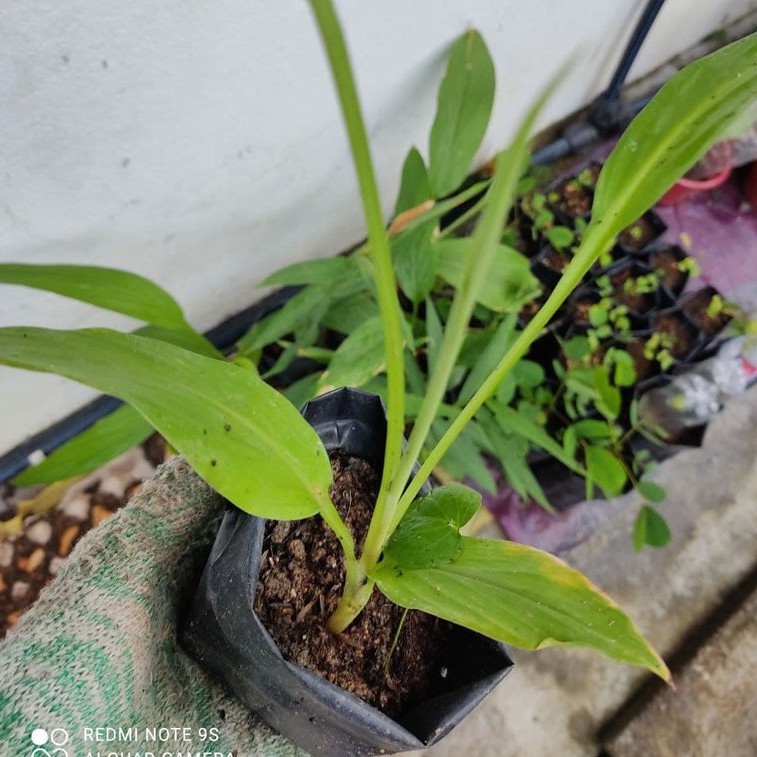 Anak Pokok Temu Mangga/ Temu Pauh (Curcuma amada) | Shopee Malaysia