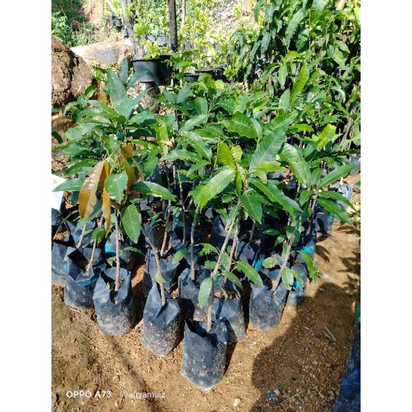 Anak pokok mangga kuini | Shopee Malaysia