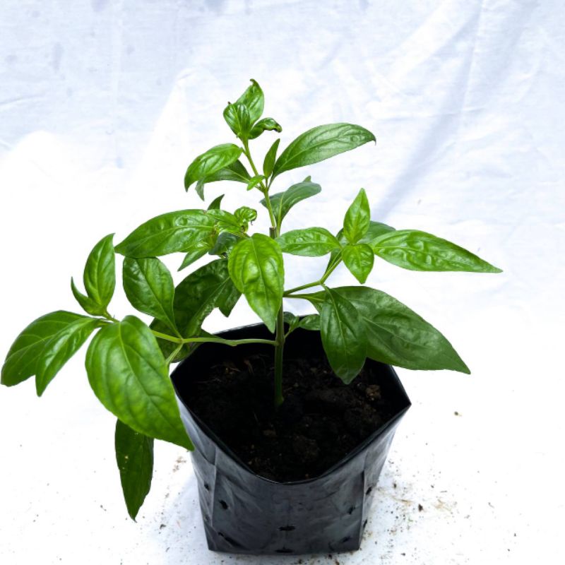 Pokok Hempedu Bumi Hidup Pahit Herba Ubat Diabetes Kencing Manis Live ...