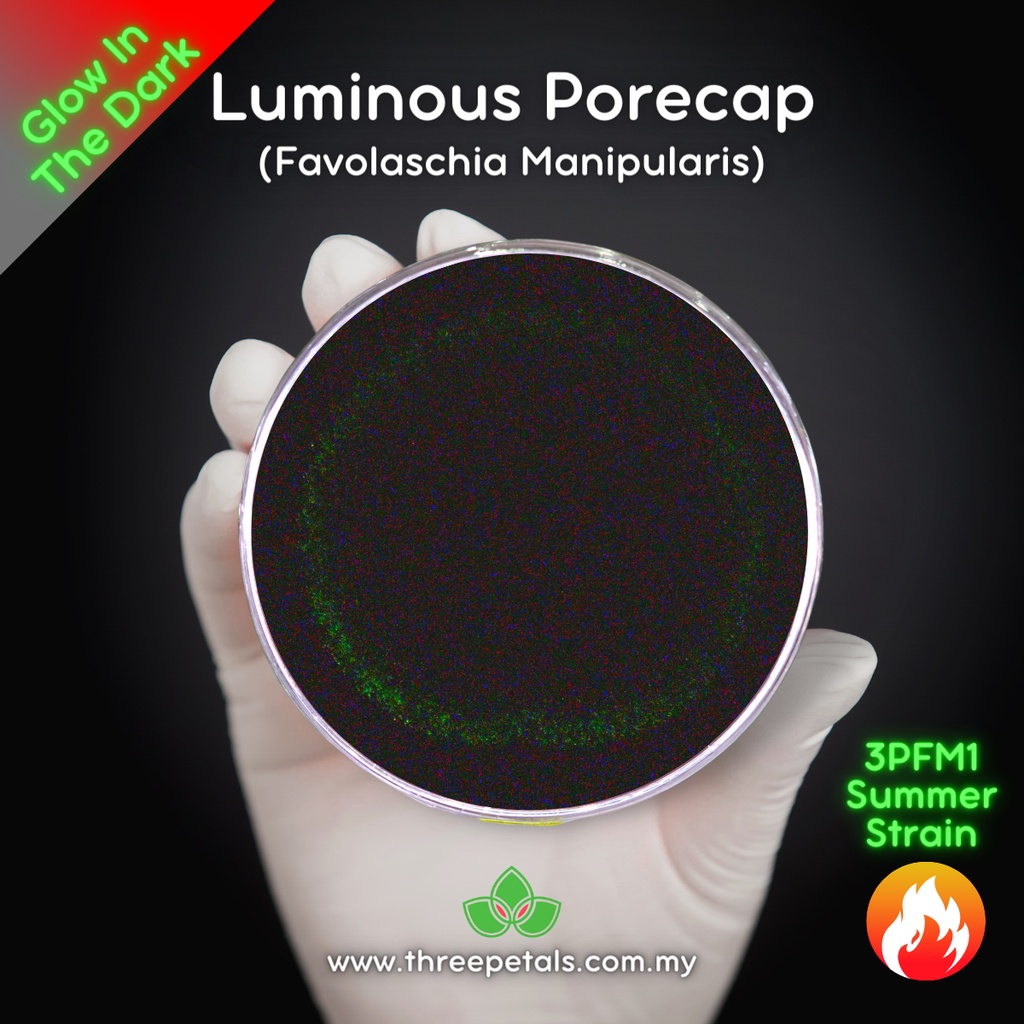 Luminous Porecap (Favolaschia Manipularis) Live Mycelium Mushroom ...