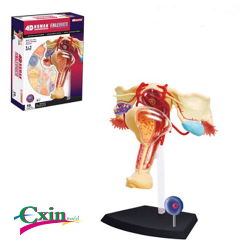 4d MASTER Educational Assembly Toy Ergonomic Female Generation System ...