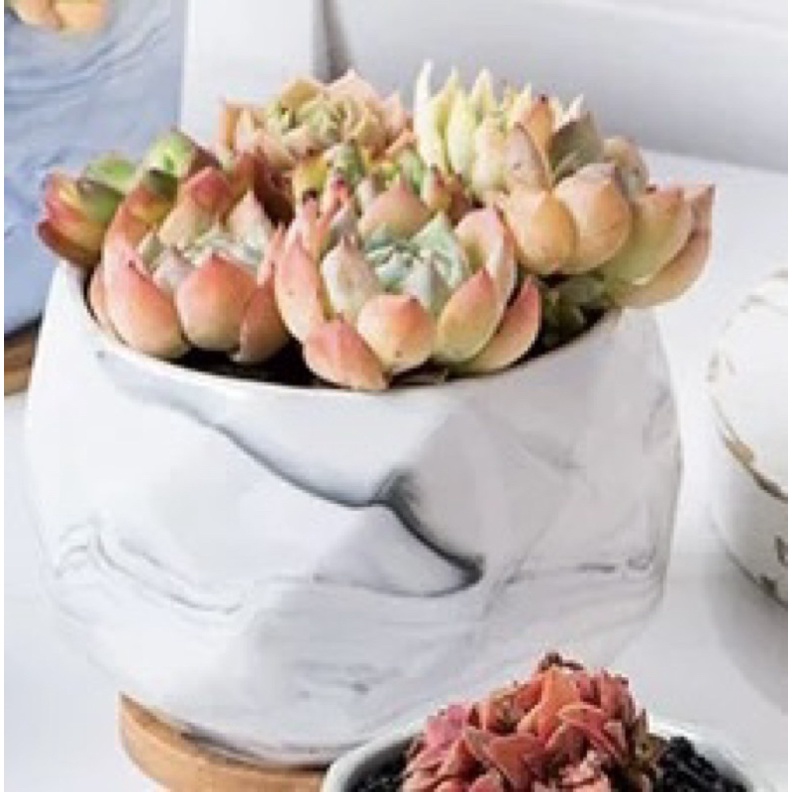 Aesthetic Ceramic Pot Marble Series Faceted Colorful For Succulent ...