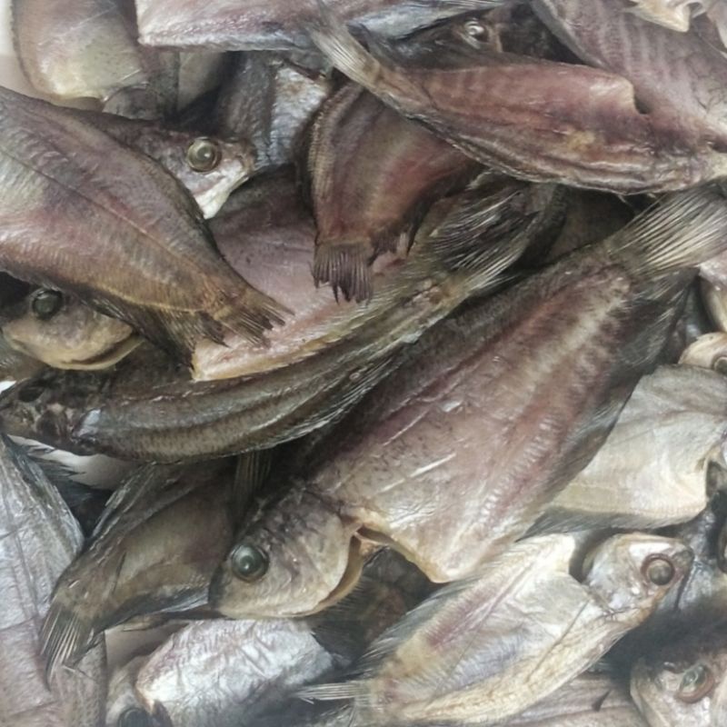 Ikan Sepat Ronggeng Kering (sepat kedah) | Shopee Malaysia
