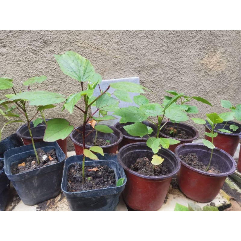 MaMa Garden Live Plant Roselle Hibiscus Flower Ribena Live Plant With ...