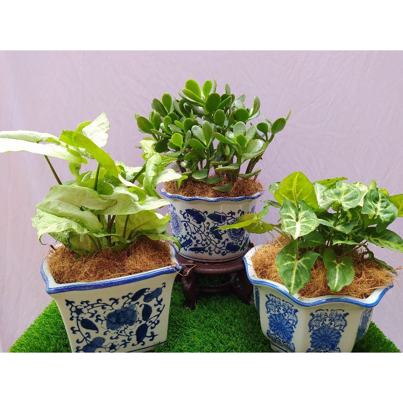 🍃ZN POT🍃 Ceramic Flower Pot Pasu Bunga Large (Chinese Style) | Shopee ...