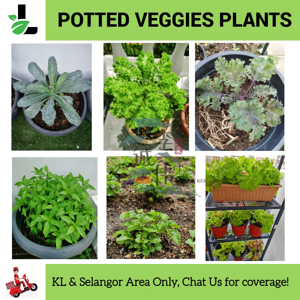 Organic Potted Vegetable Plants - Anak Pokok Sayur - Kale - Bayam ...